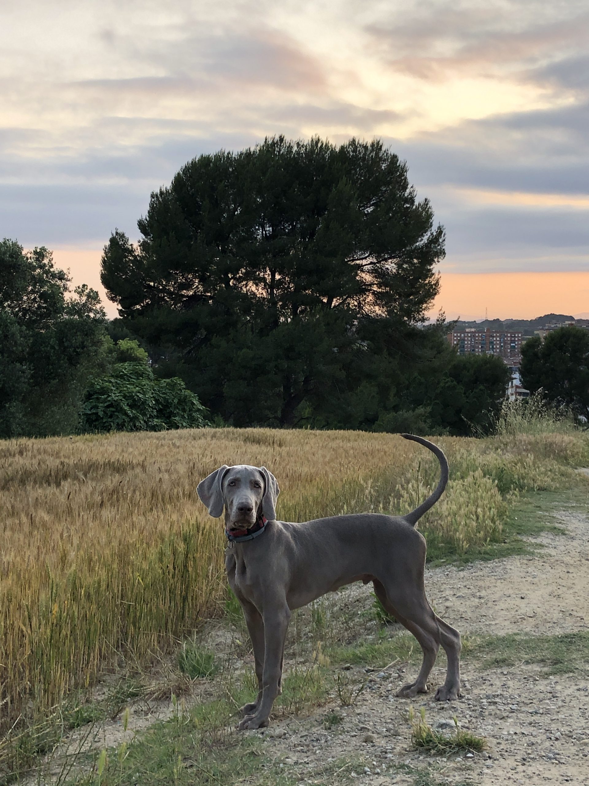 Lee esto antes de TENER un braco de Weimar - ElBracodeWeimar.com